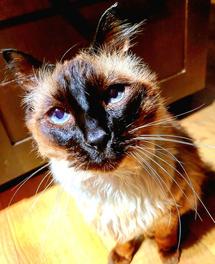 Charlie – Storied By Josh